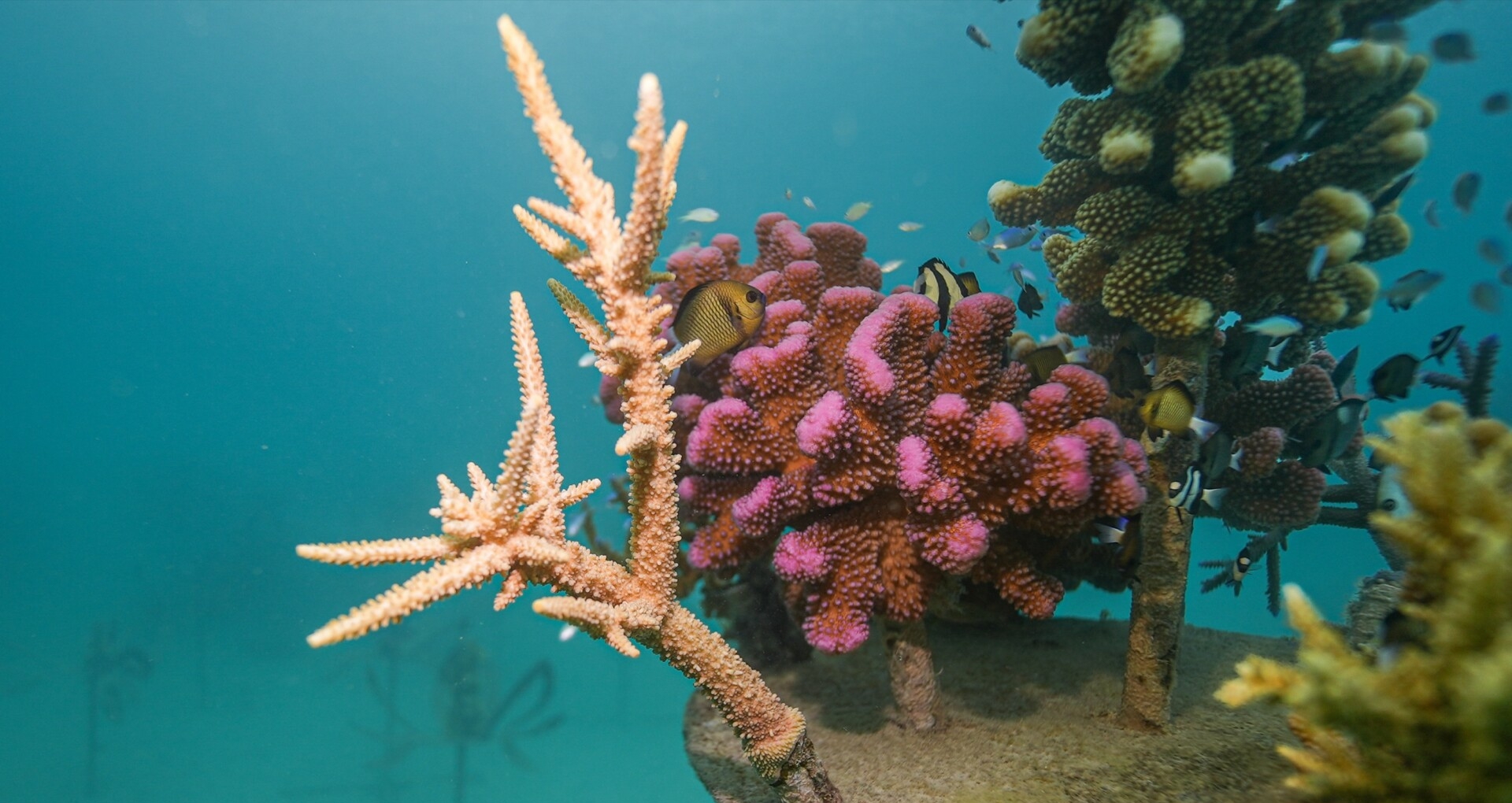 Counting Coral | Fife Foundation